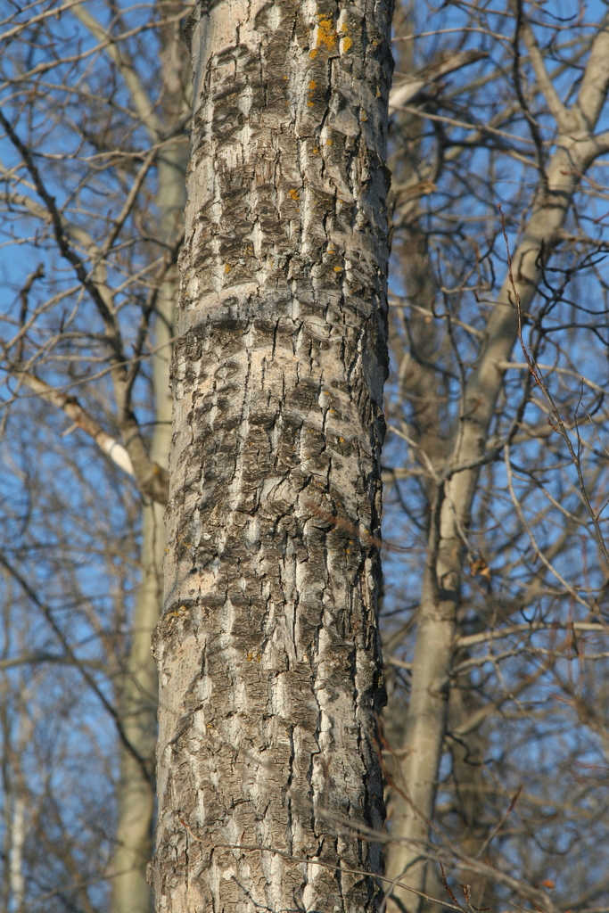 balsam poplar from Overflowing River, MB, Canada on February 24, 2013 ...