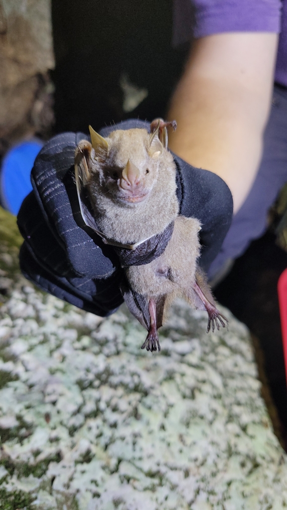 Jamaican fig-eating bat from St. Catherine Parish, Jamaica on March 28 ...