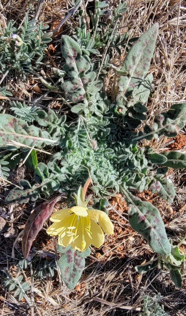 desert evening-primrose from Cochise County, US-AZ, US on March 29 ...