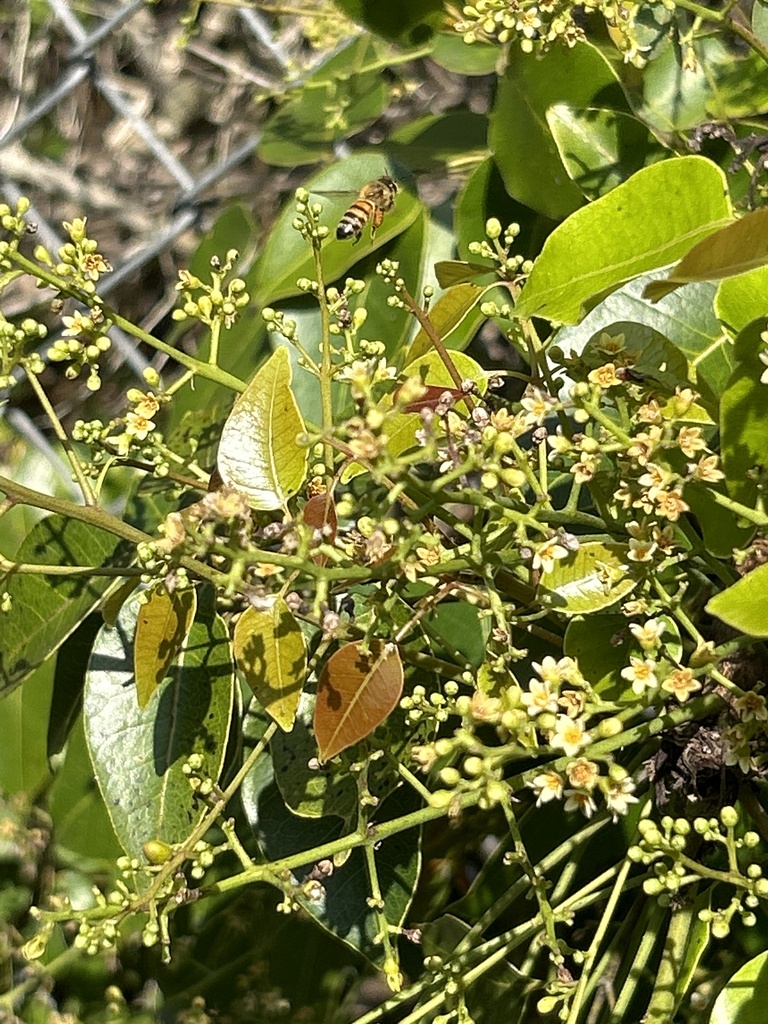 Ants, Bees, and Stinging Wasps from Zoo Miami, Miami, FL, US on March ...