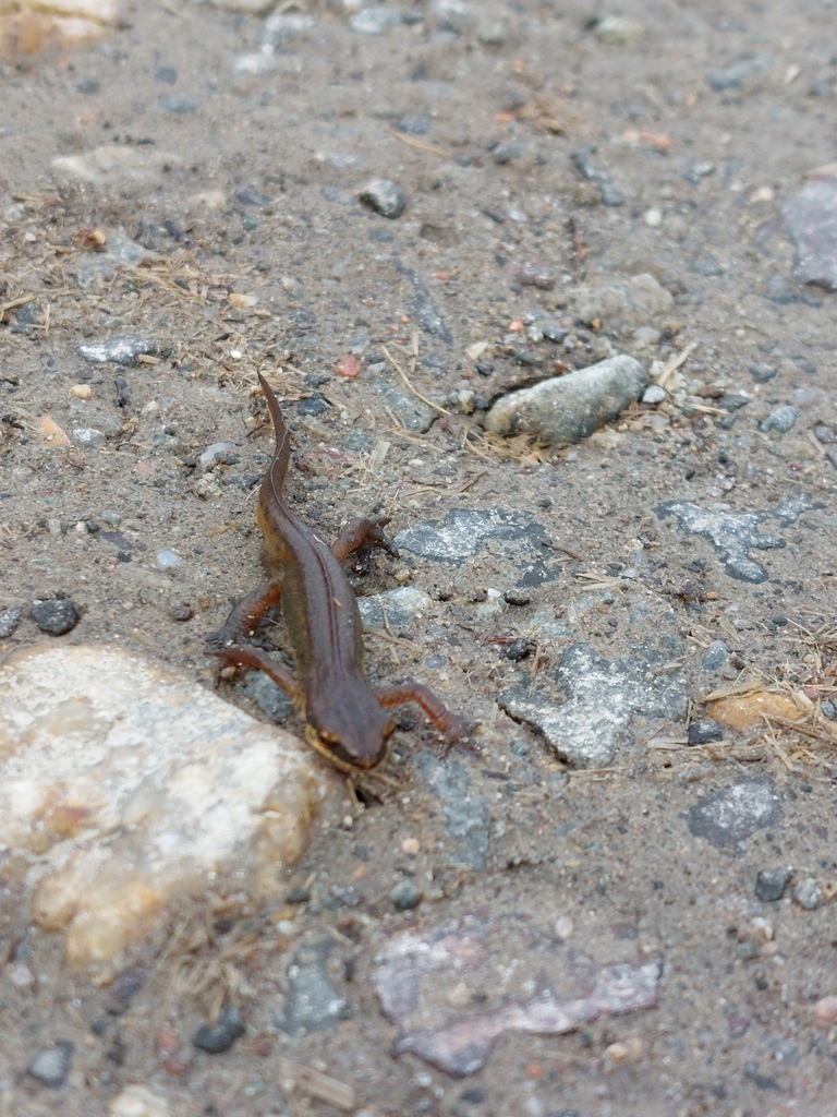 Palmate Newt from Angus, Scotland, GB on March 17, 2023 at 11:55 AM by ...