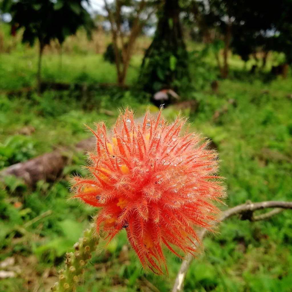 Gurania eriantha from La Uribe, Meta, Colombia on September 5, 2018 by ...