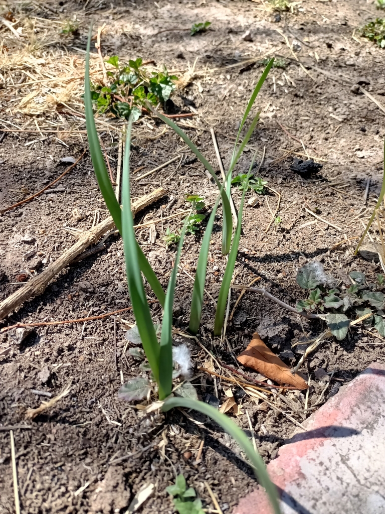 Onion Weed from Zarco, 31020 Chihuahua, Chih., México on March 29, 2023 ...