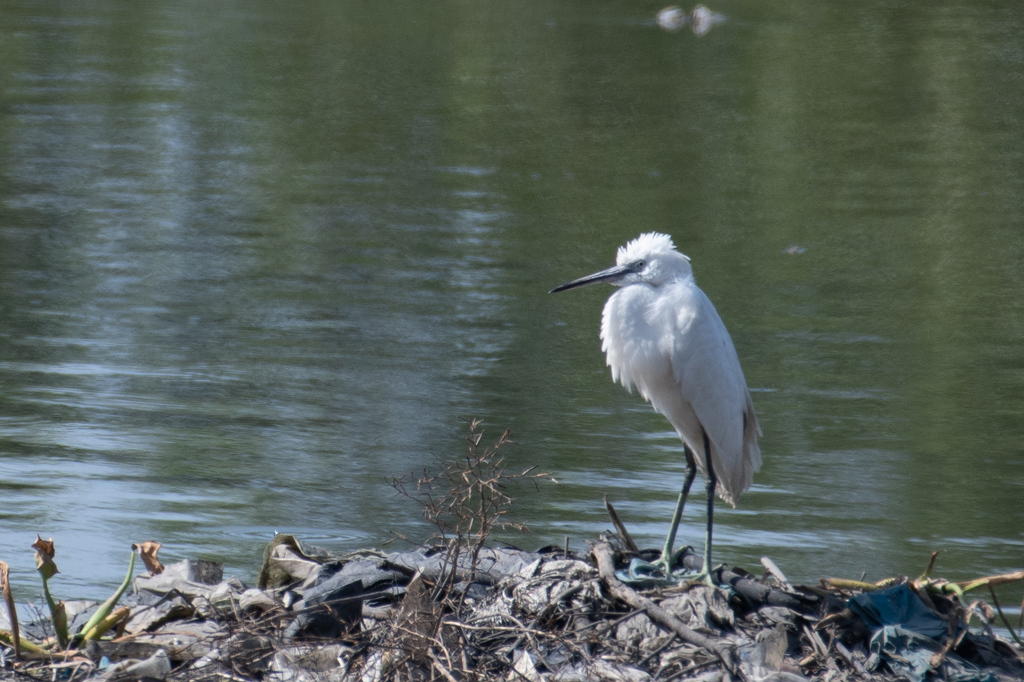 Little Egret from Mumbai, Maharashtra, India on March 26, 2023 at 10:49 ...
