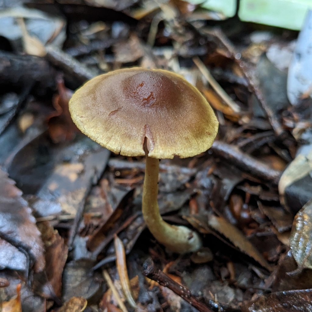 Webcaps from Puerto Montt, Los Lagos, Chile on March 29, 2023 at 01:14 ...