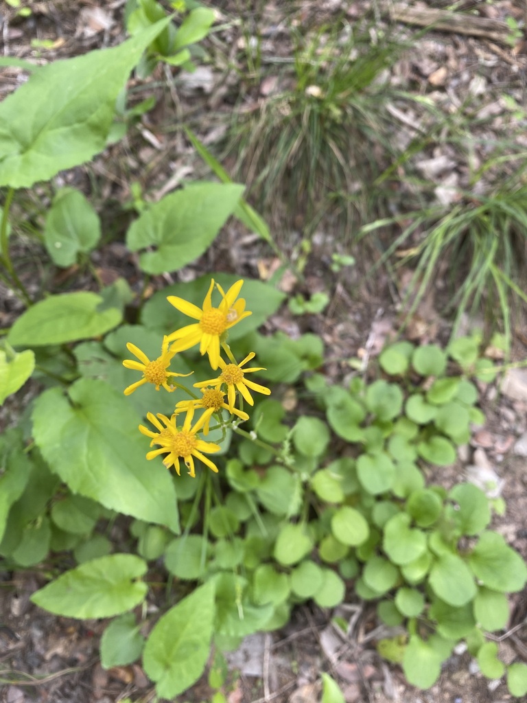 roundleaf ragwort from East Oak Hill, Austin, TX, US on March 29, 2023 ...