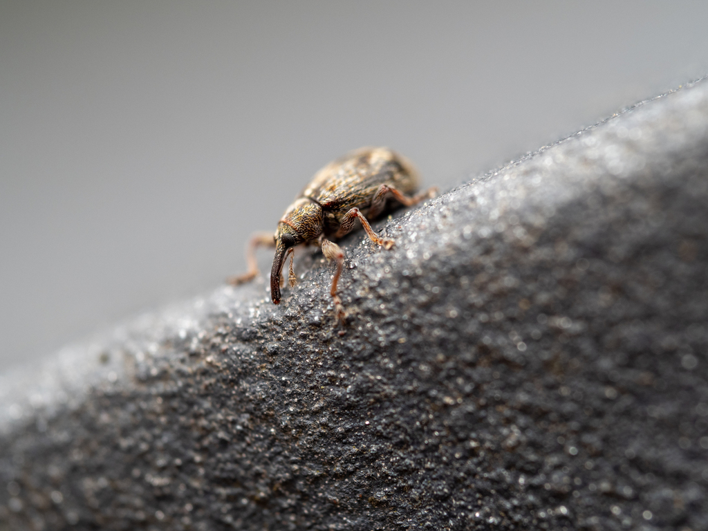 Apple Blossom Weevil from Frauenland, Würzburg, Deutschland on March 29 ...