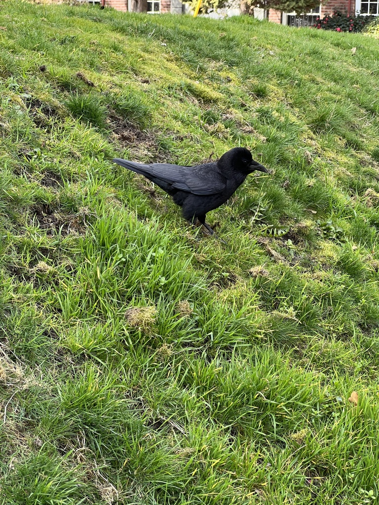 Crows and Ravens from E Harrison St, Seattle, WA, US on March 29, 2023 ...