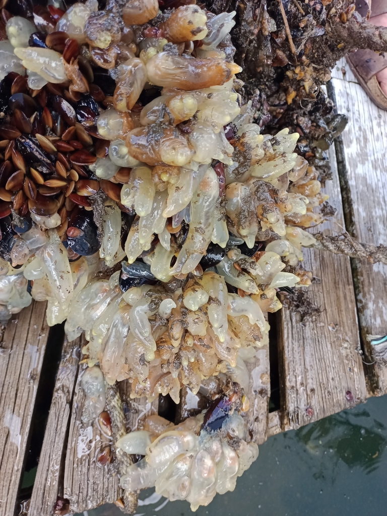 Ciona robusta from X, XI y XII regiones, Puerto Montt, Los Lagos, Chile ...