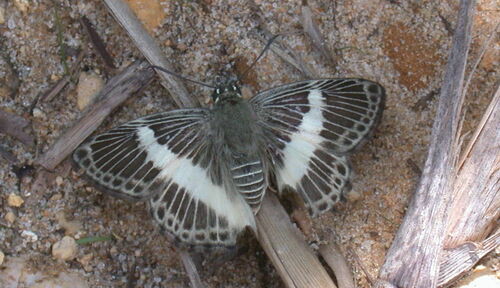 Sophista matto · iNaturalist United Kingdom