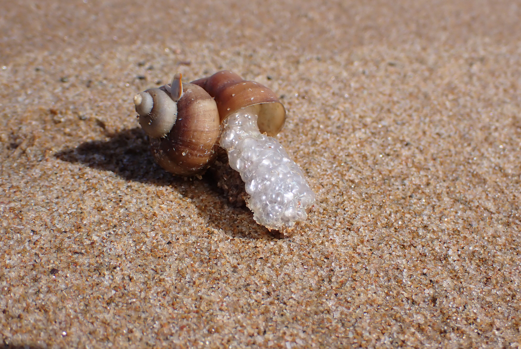 Recluzia lutea from Seventeen Seventy QLD 4677, Australia on March 29 ...