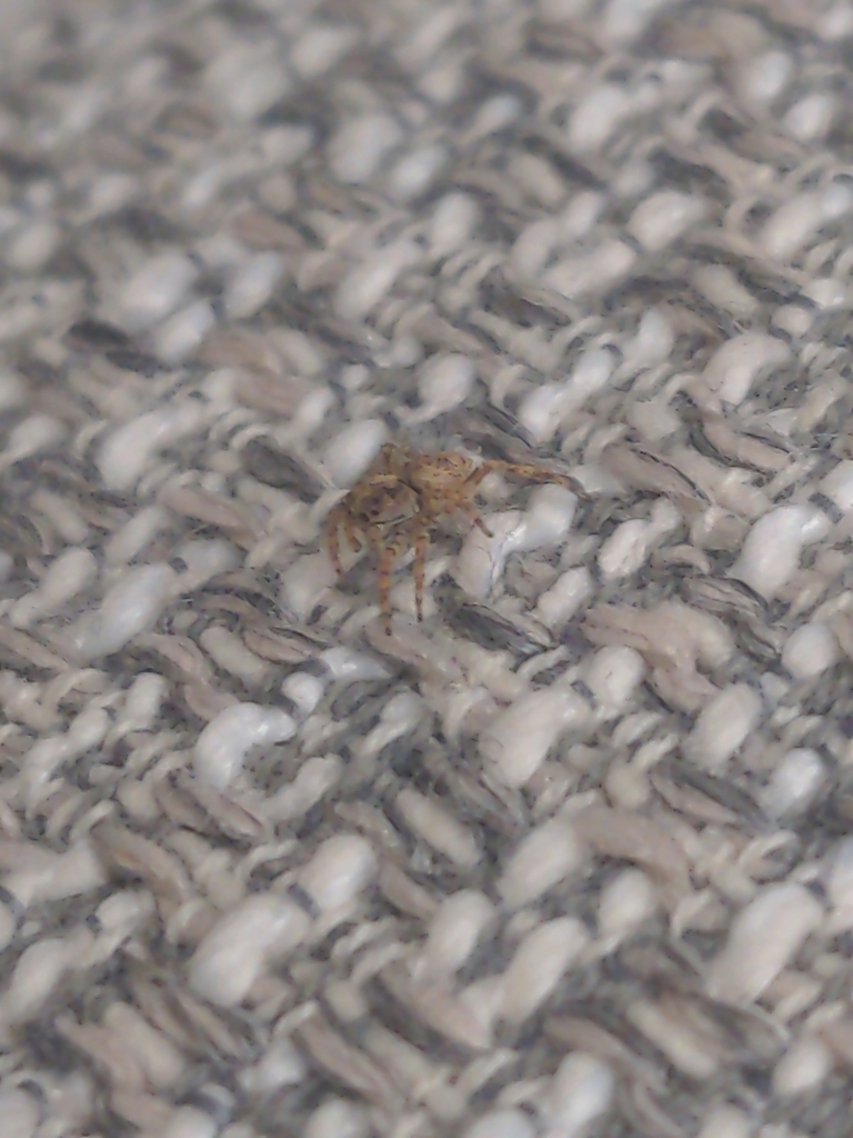 Asiatic Wall Jumping Spider from Polaris North, Columbus, OH, USA on ...