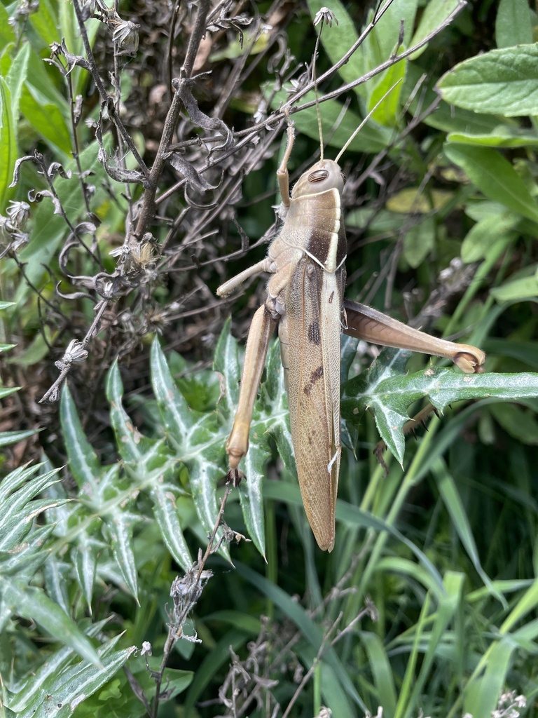 Garden Locust from Avenida del Cobre, Algeciras, Cádiz, ES on 29 March ...