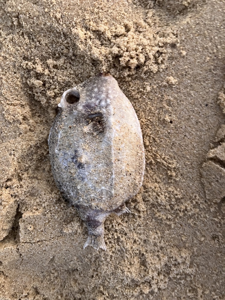 Eastern Smooth Boxfish from Dixon Park Beach, Bar Beach, NSW, AU on ...