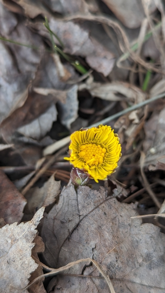 colt's-foot from Riverton, Portland, ME, USA on March 29, 2023 at 05:29 ...