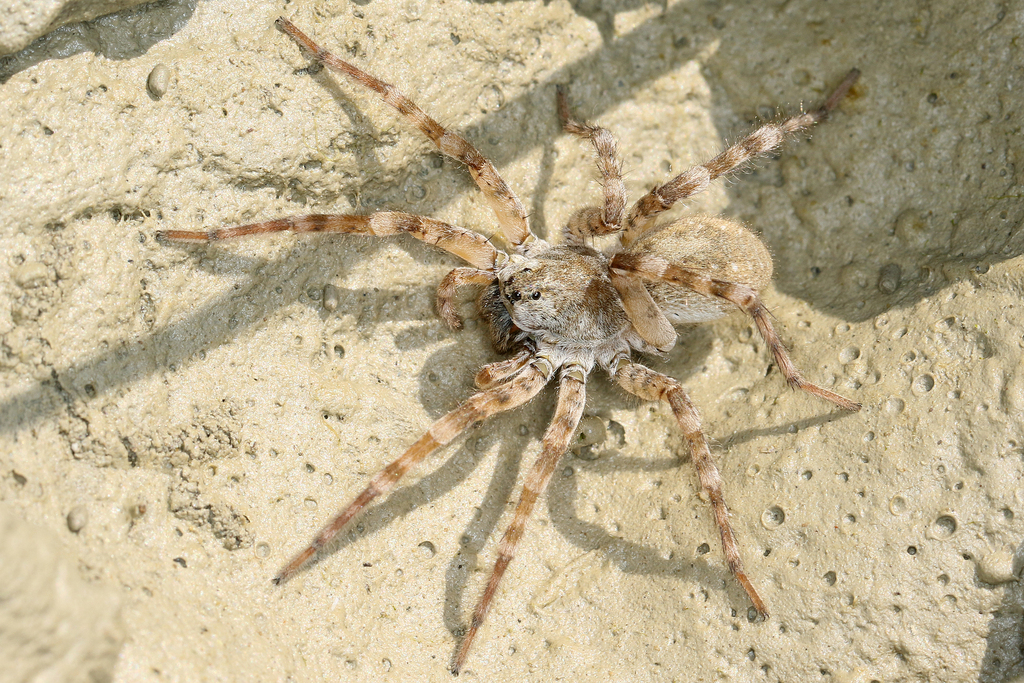 Northern Bear Spider from Vlorë County, Albania on April 24, 2017 at 02 ...