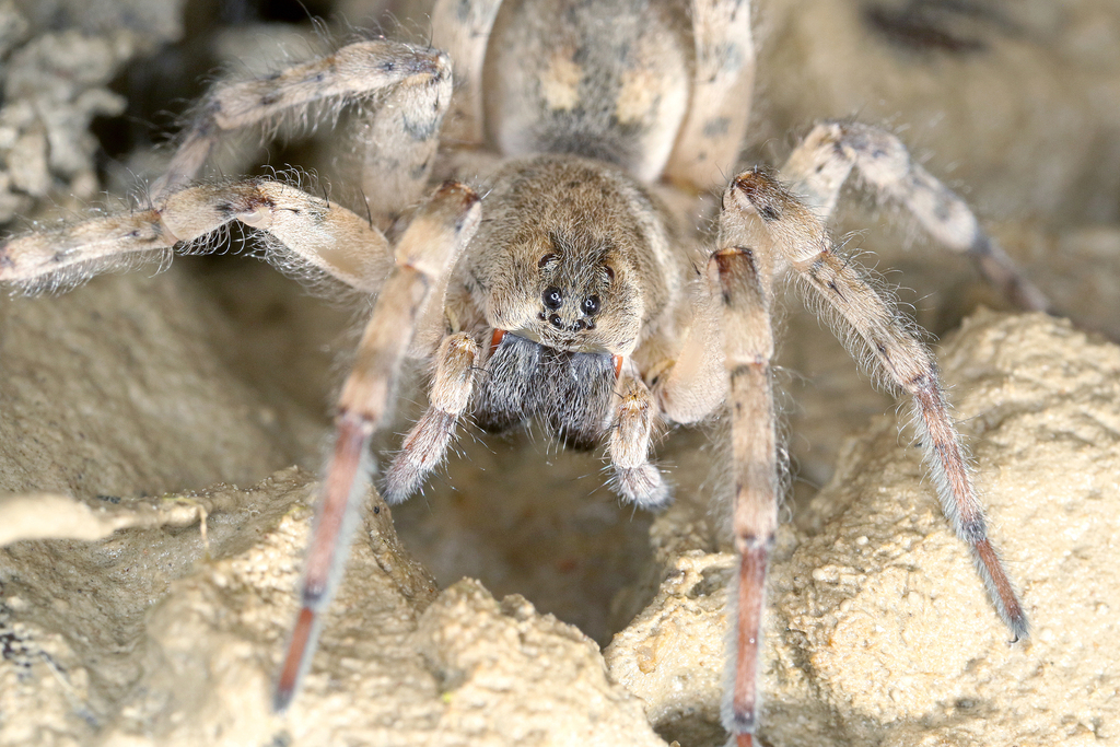 Northern Bear Spider from Vlorë County, Albania on April 24, 2017 at 05 ...