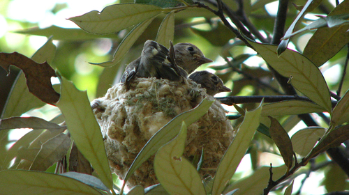Subspecies Vireo huttoni stephensi · iNaturalist