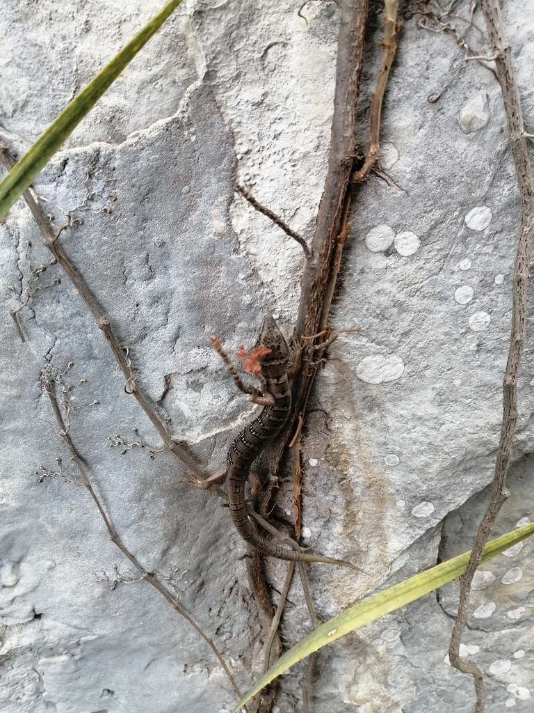 Pygmy Alligator Lizard from San Pedro Garza García, Nuevo Leon, Mexico ...
