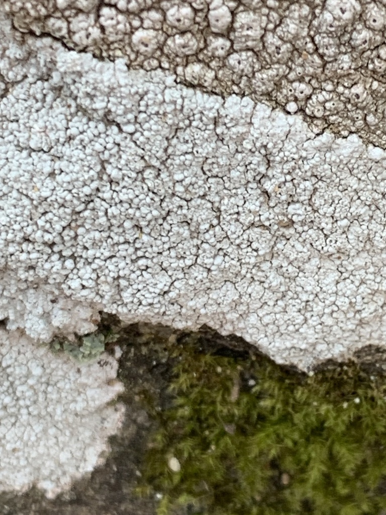 Rock Wart Lichen from Fort Mountain State Park, Chatsworth, GA, US on ...