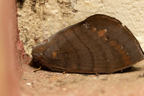 Kunugia rectifascia · iNaturalist