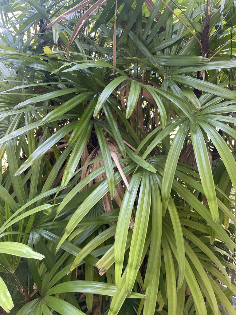 Little Lady Palm from Universiti Teknologi MARA Perak Branch, Seri ...