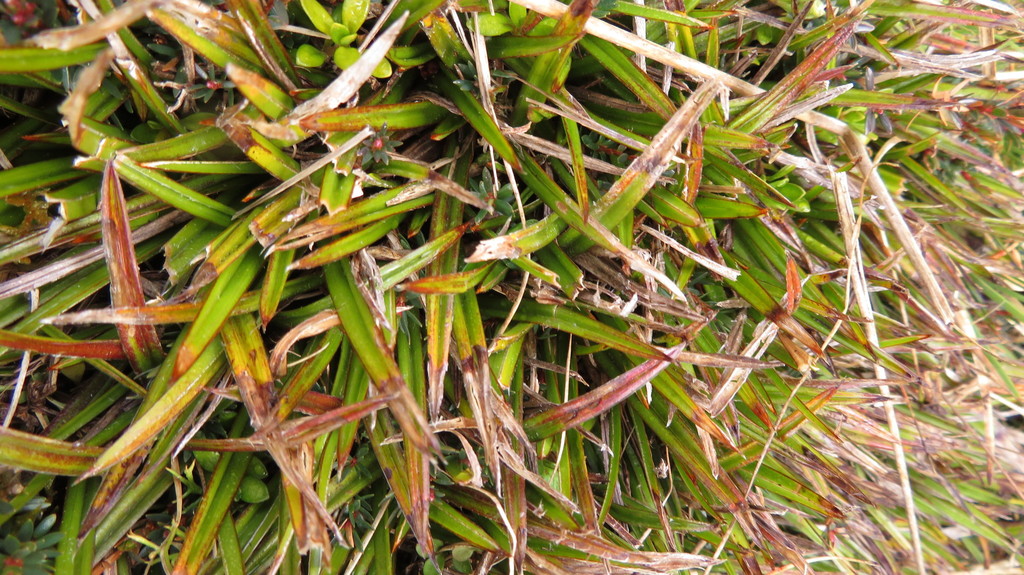 Astelia linearis novae-zelandiae from Ruahine Forest Park 4171, New ...