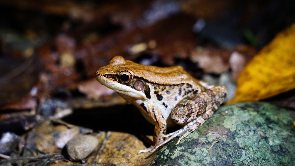Olive Frog from Fuyang St, Da’an District, Taipei City, Taiwan 106 on ...