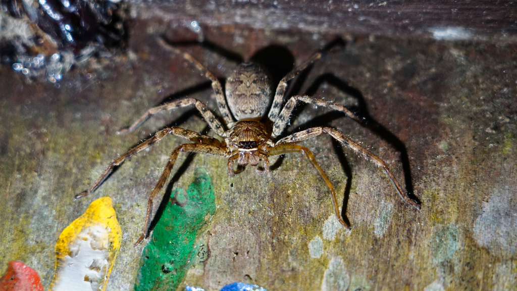 Giant Huntsman Spiders from Fuyang St, Da’an District, Taipei City ...