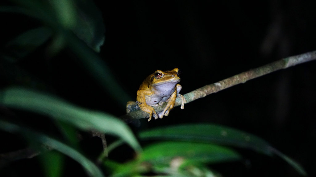 Brown Tree Frog from Fuyang St, Da’an District, Taipei City, Taiwan 106 ...