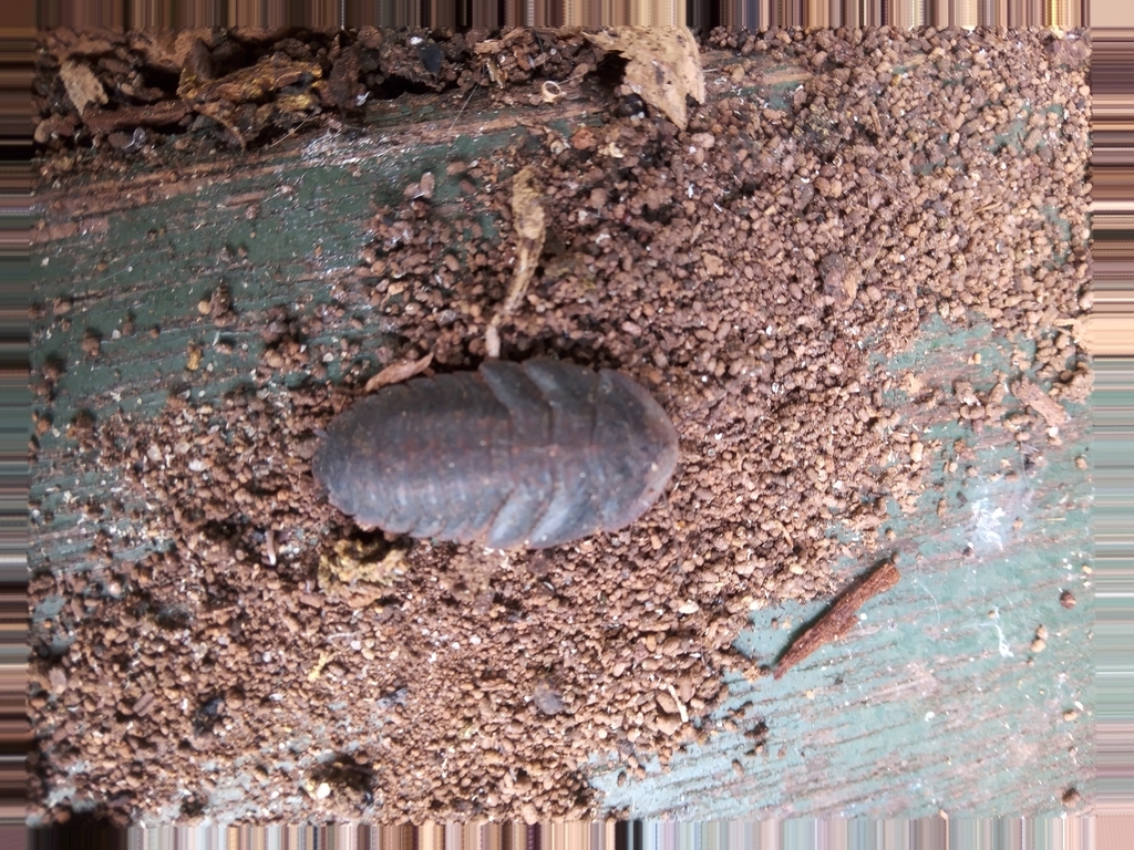 bark cockroach from Vermont on March 28, 2023 at 02:51 PM by Eleanor ...