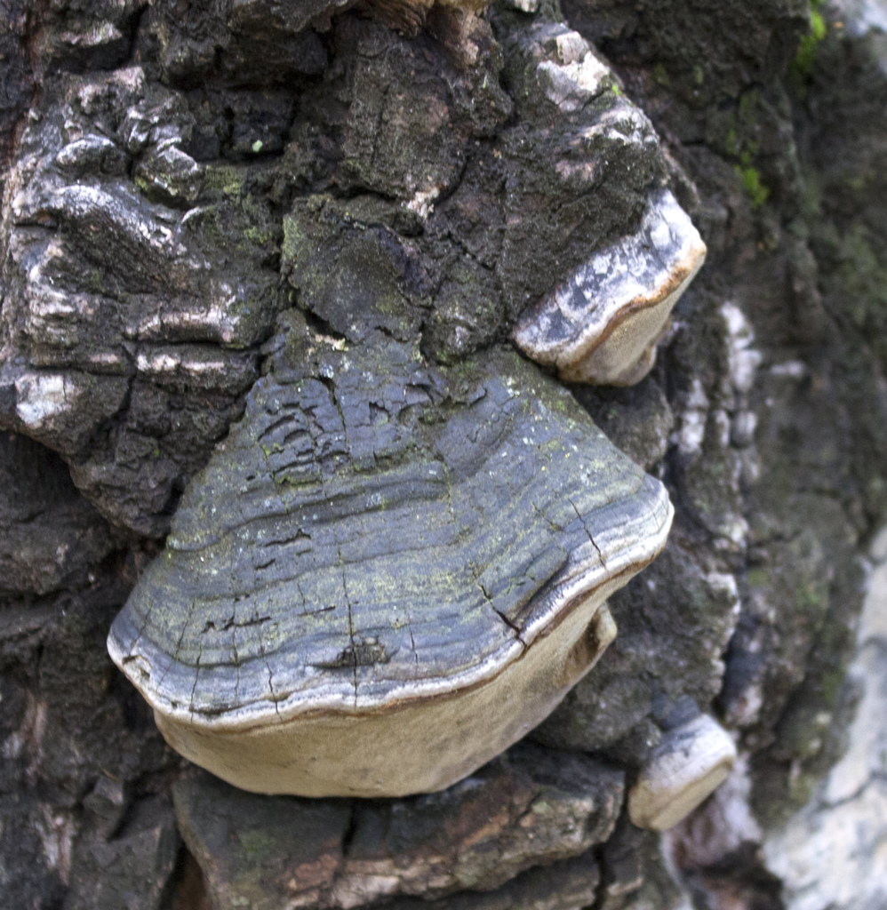 Phellinus from Coconino County, US-AZ, US on October 19, 2015 by Cody ...