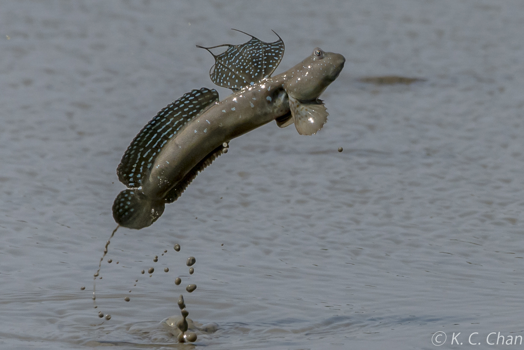 Great Blue-spotted Mudskipper from Mai Po, Hong Kong on March 10, 2023 ...