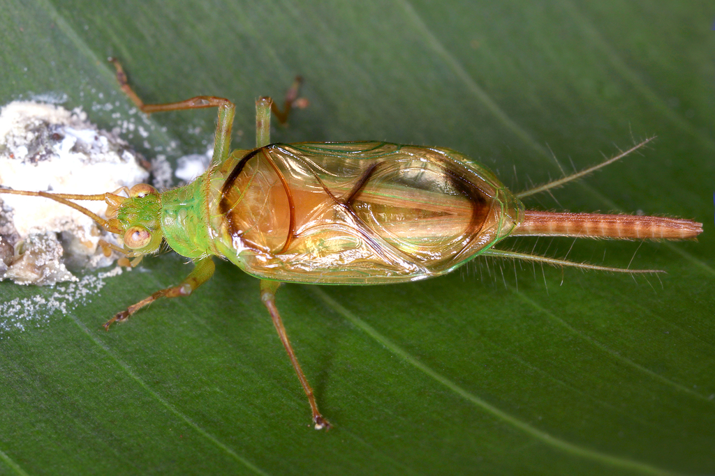 Trigs and Sword-tailed Crickets from Provinz Puntarenas, Costa Rica on ...