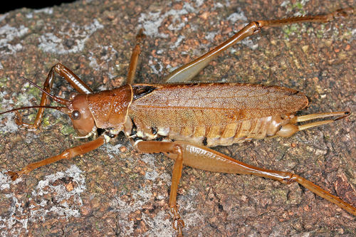 Idiarthron atrispinum · iNaturalist