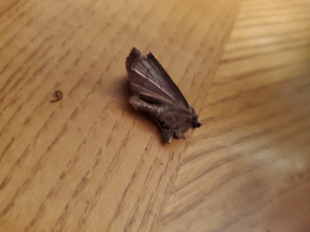 Cutworm Moths and Allies from Winchester, NC 27591, USA on March 29 ...