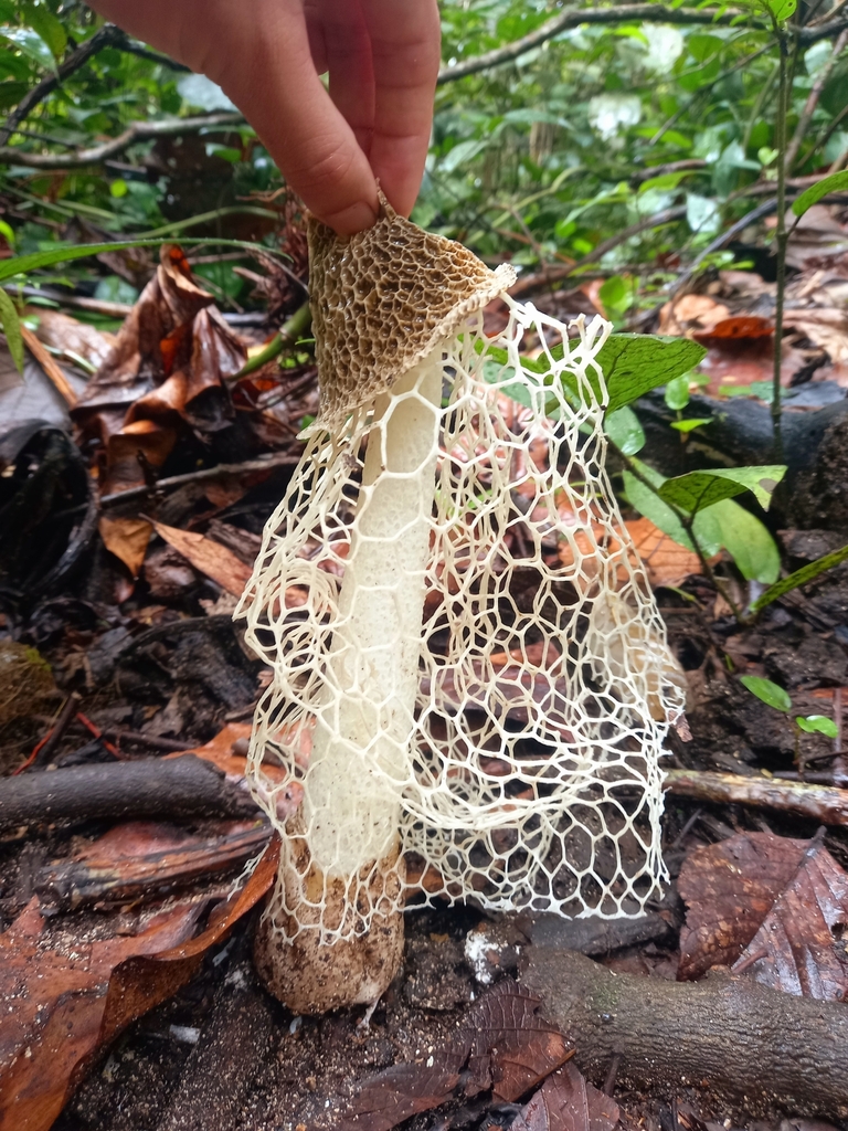 Phallus haitangensis from Parque Nacional Cahuita on December 03, 2022 ...