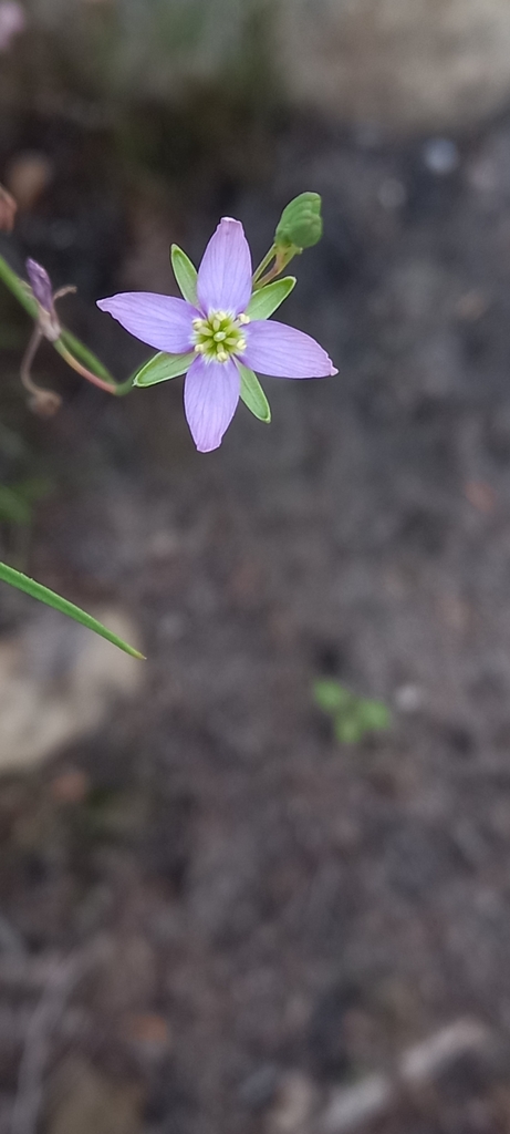 Heliophila linearis linearifolia from Stellenbosch Municipality, South ...