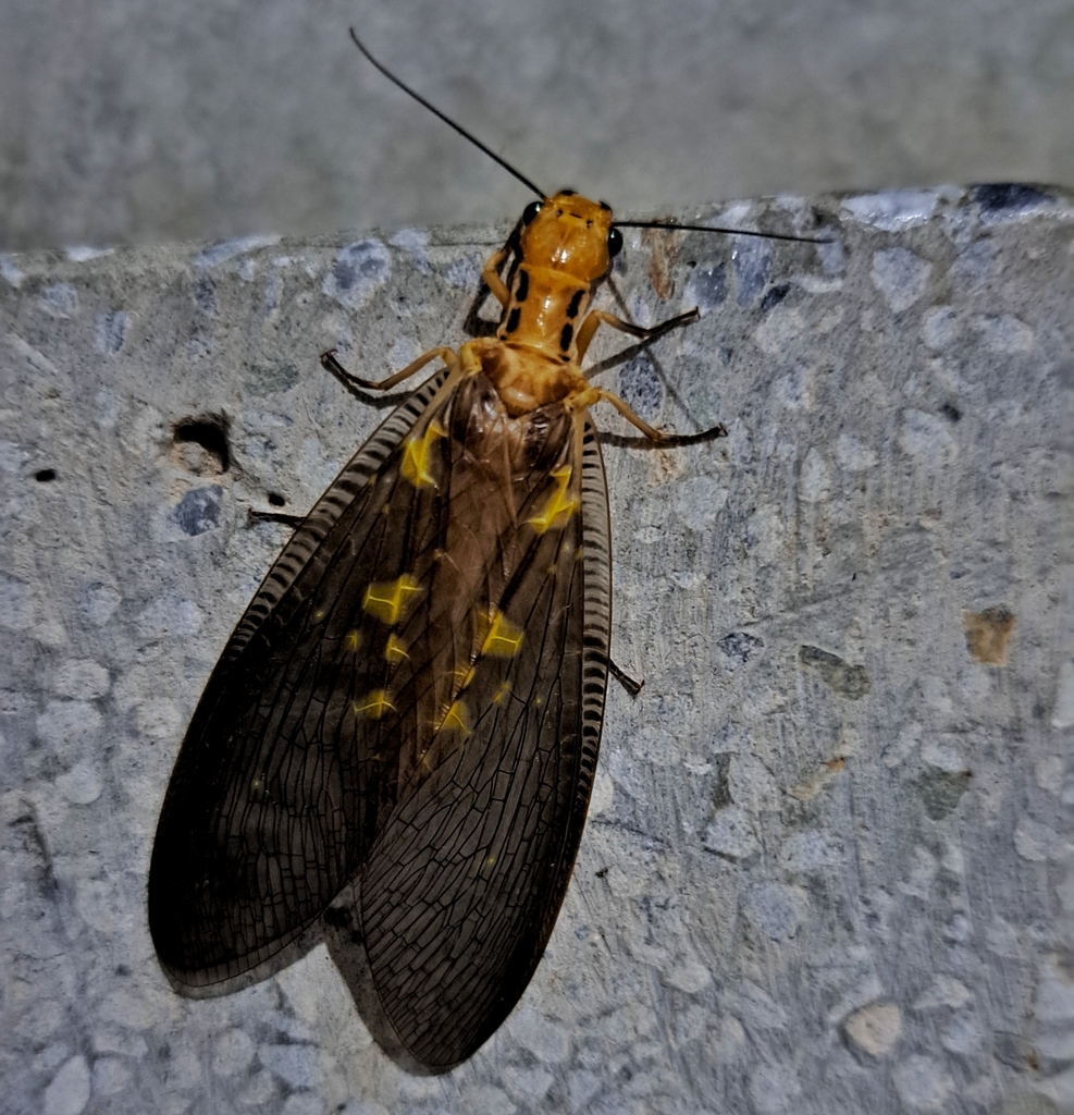 Protohermes costalis from Zhongshe Rd. Sec. 1 Ln. 61 Entrance, Shilin ...