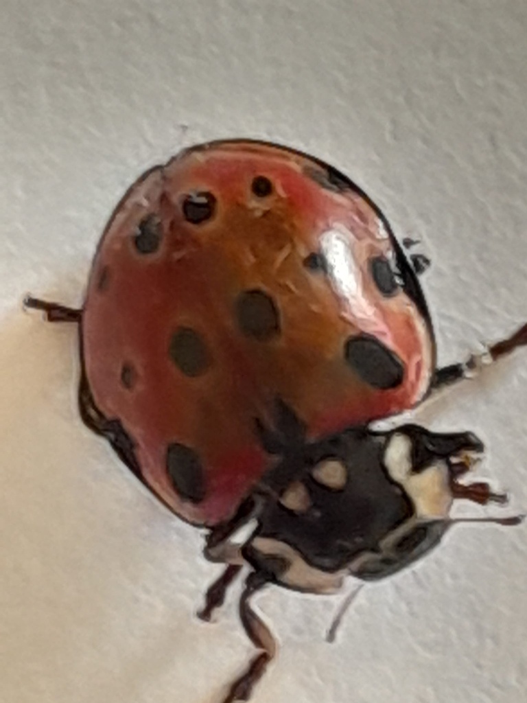 Eyed Ladybird Beetle from Garvagh, Coleraine, Northern Ireland, GB on ...