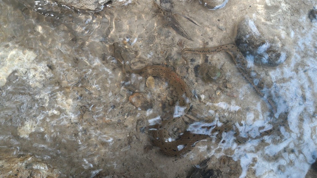 Chinese Water Snake in April 2015 by 林泳易. Jpeg · iNaturalist