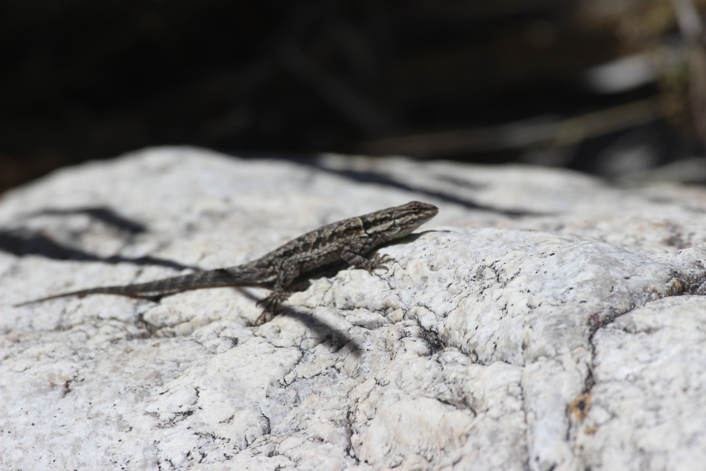 Ornate Tree Lizard from General Hitchcock Hwy, Tucson, AZ 85749, USA on ...