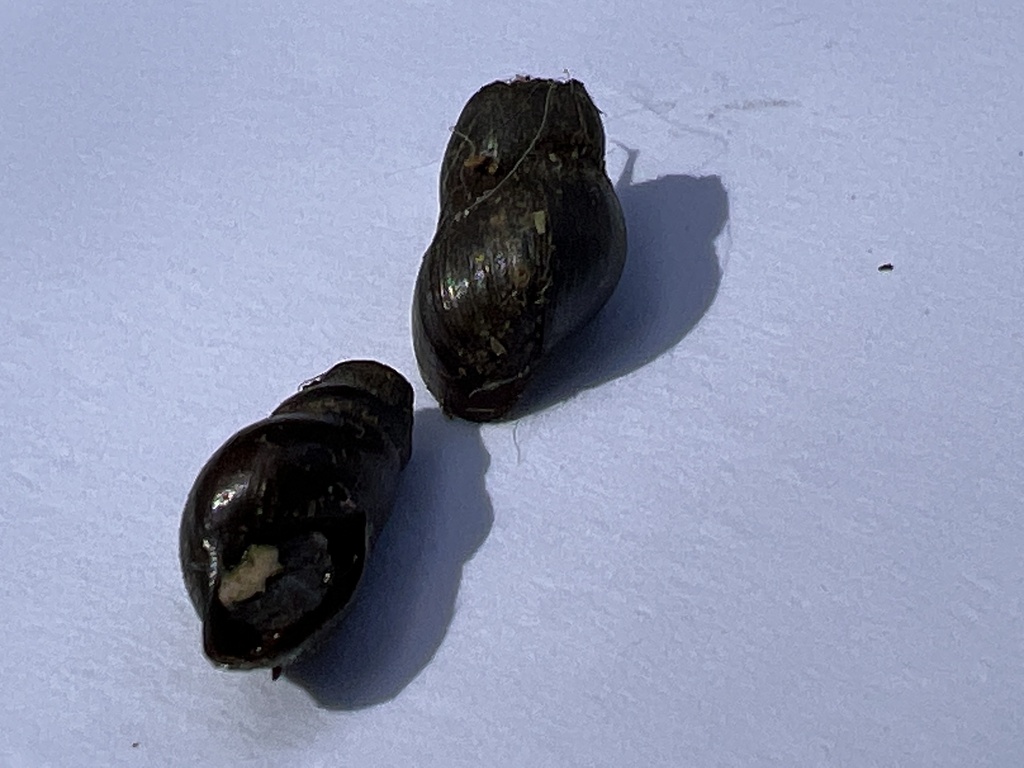 Elimia from Woods Gap Rd SE, Floyd, VA, US on March 30, 2023 at 11:55 ...