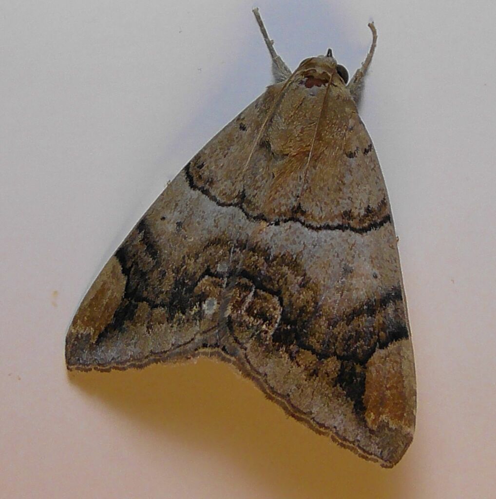 Castor Semi-looper from Watsonville QLD 4887, Australia on March 31 ...