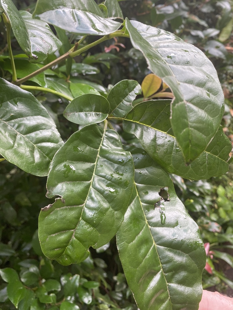 Puriri from Hutt Valley High School, Lower Hutt, Wellington, NZ on ...