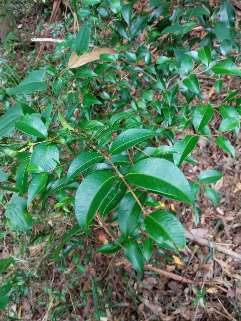 Grey Myrtle from Mons QLD 4556, Austrália on March 20, 2023 at 10:23 AM ...