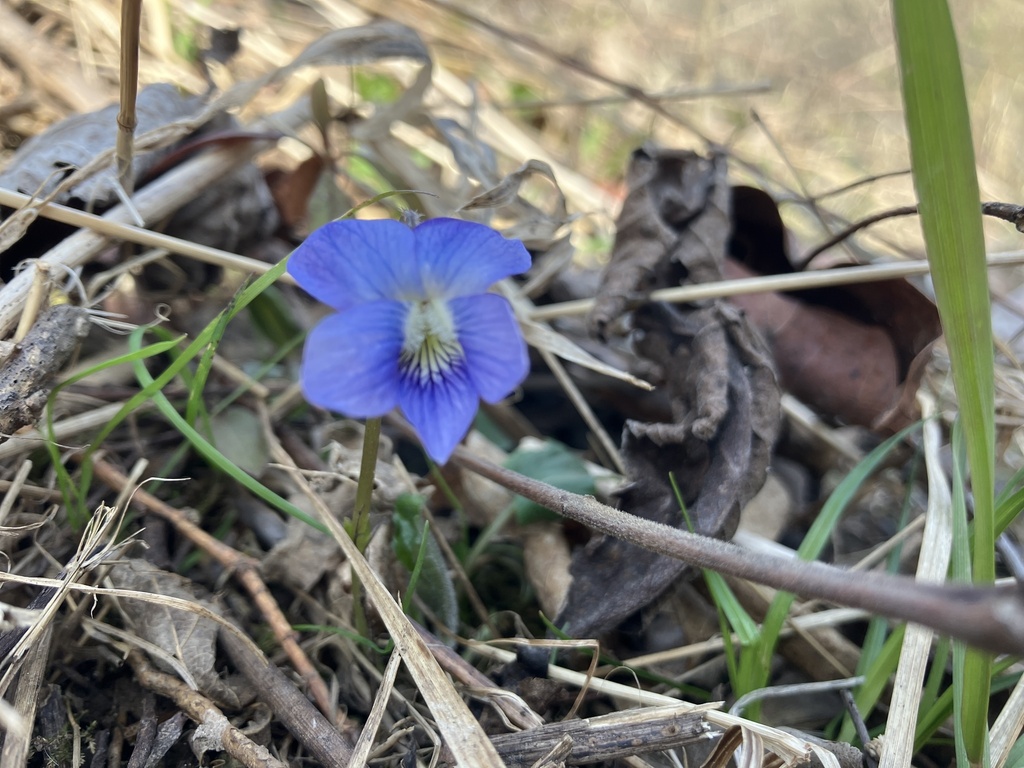 violets from Marion County, US-IN, US on March 30, 2023 at 04:41 PM by ...