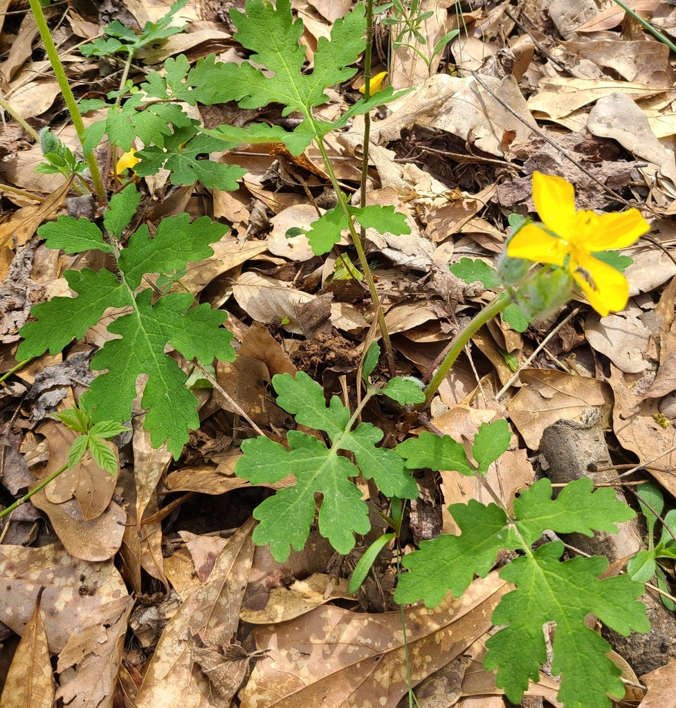 Celandine Poppy from Mableton, GA 30126, USA on March 11, 2023 at 01:19 ...