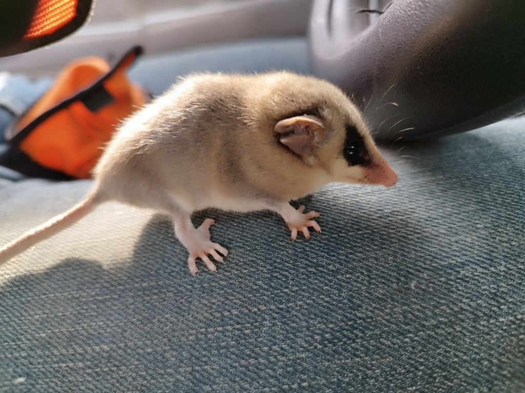 Tlacuache ratón Norteño desde 45665 Tlajomulco de Zúñiga, Jal., México ...