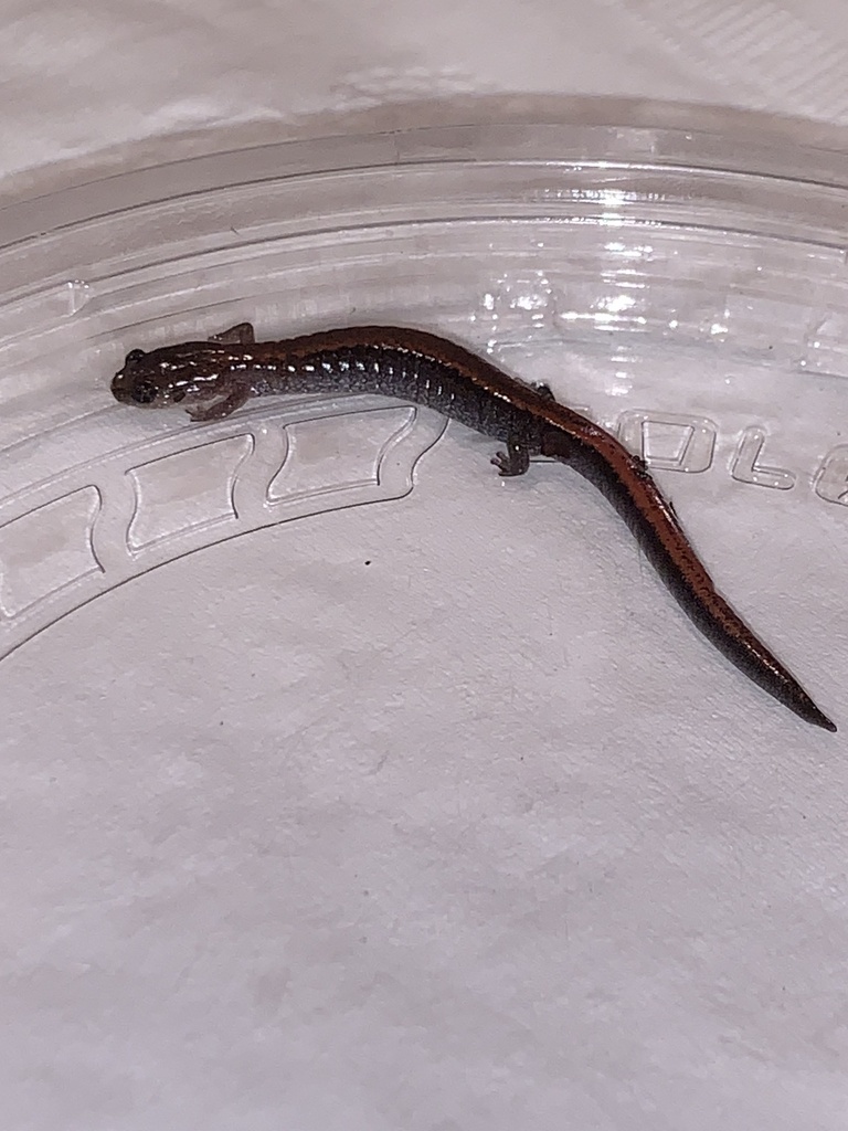 Southern Red-backed Salamander in March 2023 by crocodiledundee ...